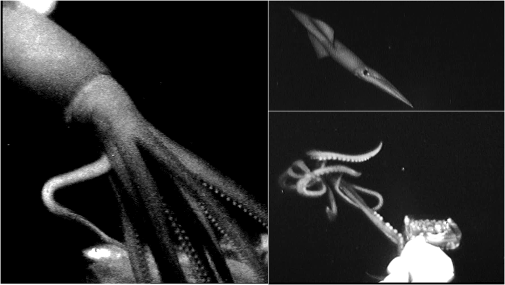 Sneaky deep-sea camera captures footage of elusive giant squid ...