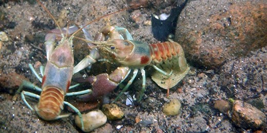 Invasive crayfish are dying in the Midwest. Could a fungus be the cause ...