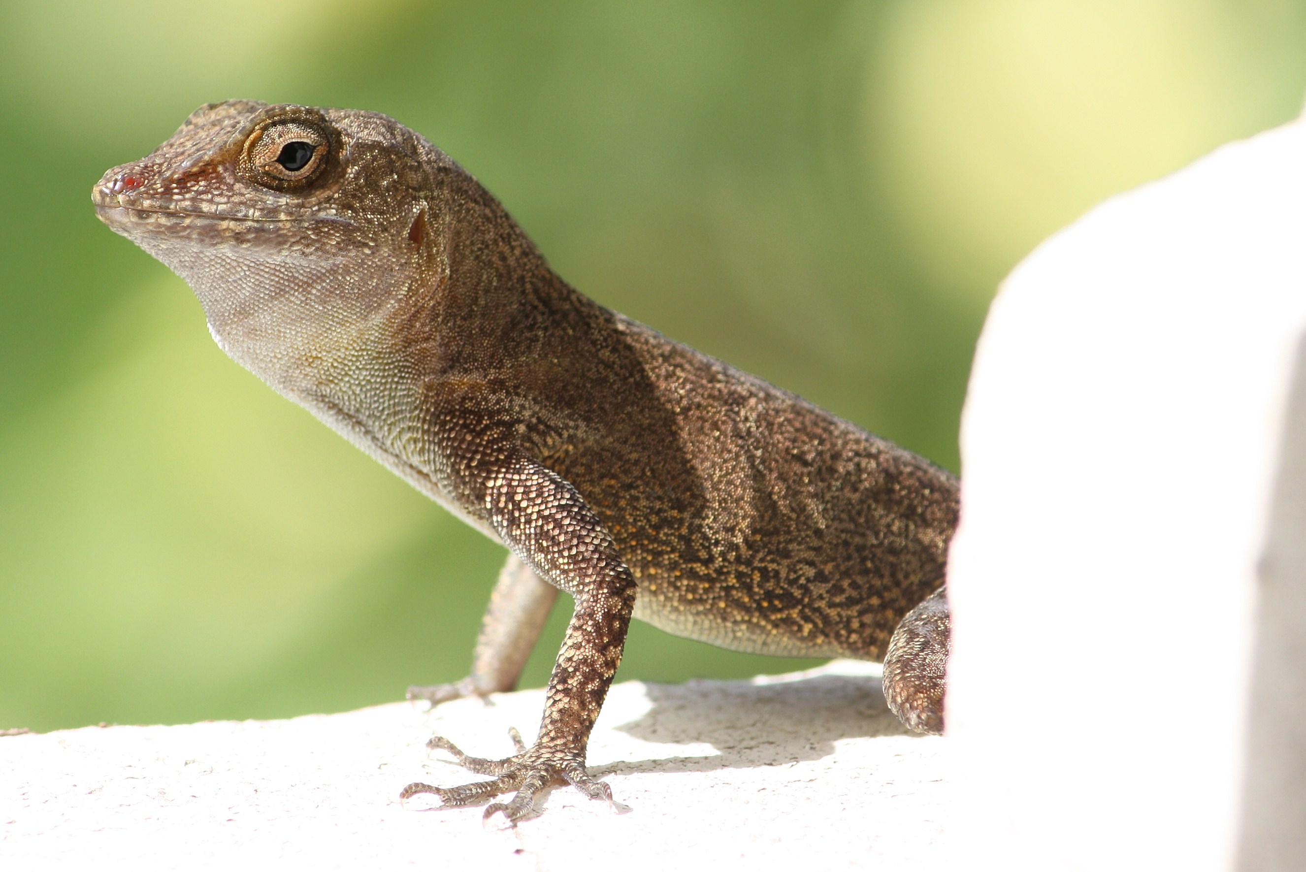 Anolis Lizards Show Unlikely Adaptations to Urban Environments, Study ...