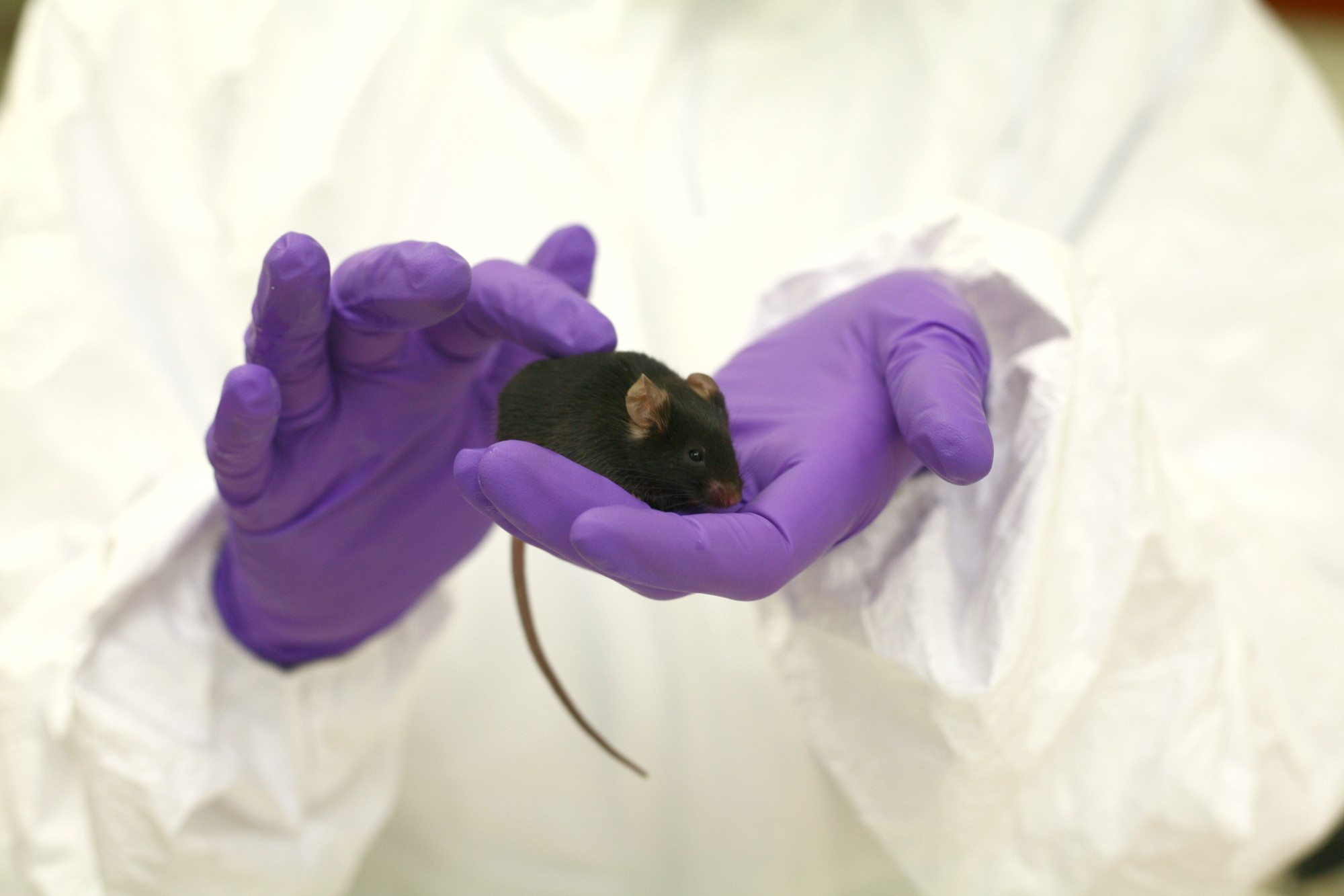 Researchers engineer a new type of mouse to help thwart COVID-19 ...