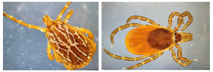 Ticks, tires, and tracking: How Northern Kentucky University is ...
