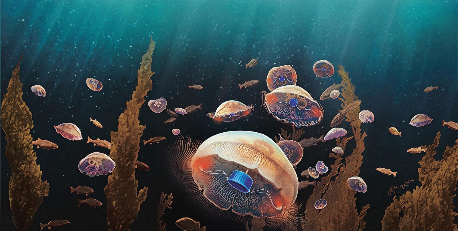 Jellyfish: The future of ocean research? | ScienceWriters (www.NASW.org)