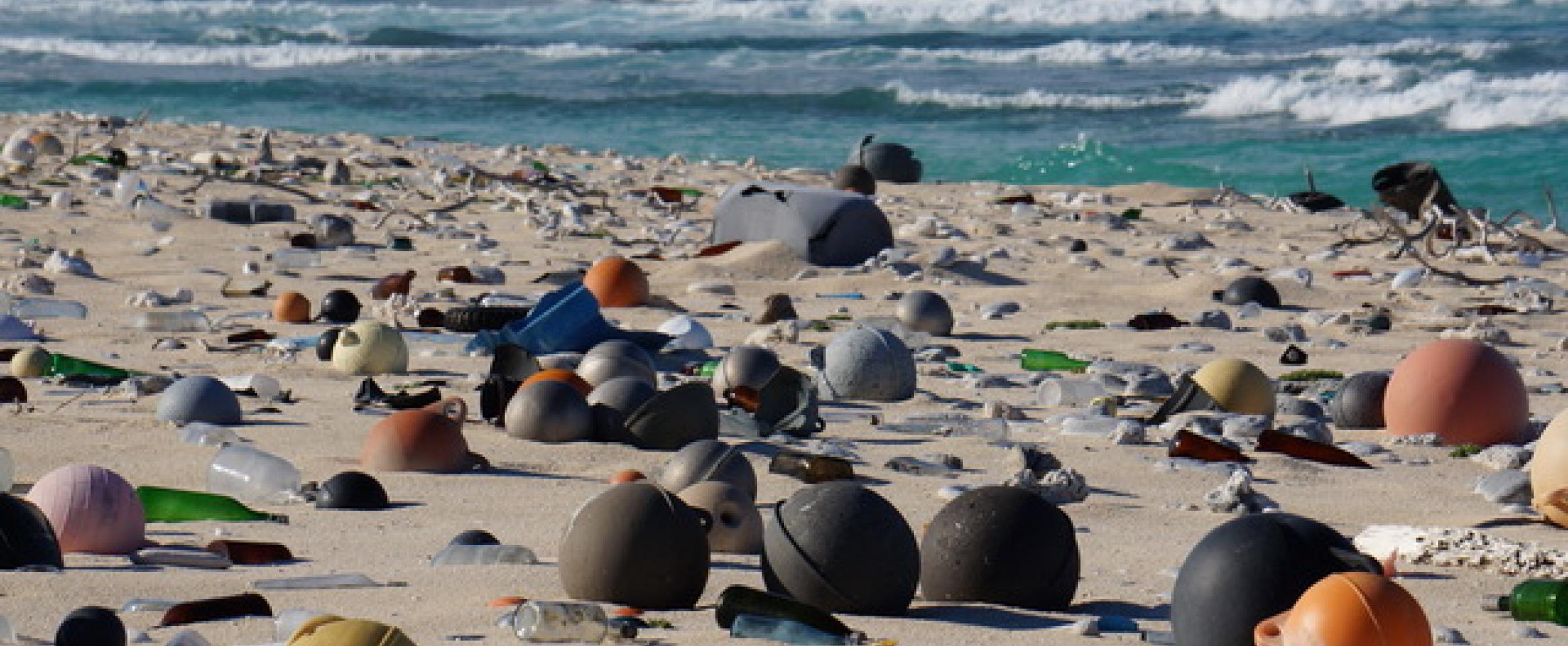 Seabirds and plastic on Laysan Island | ScienceWriters (www.NASW.org)