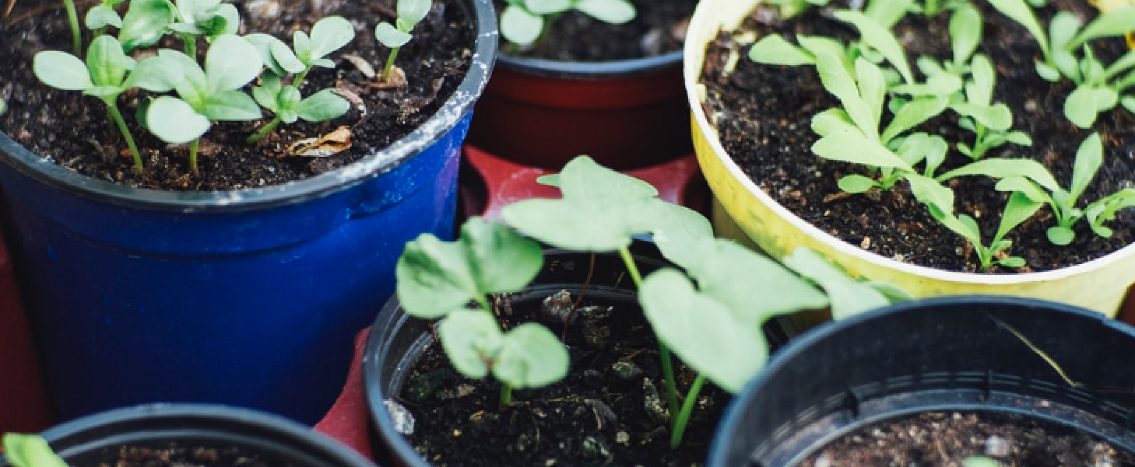 Studies of soil protist communities offer new insights into plant ...