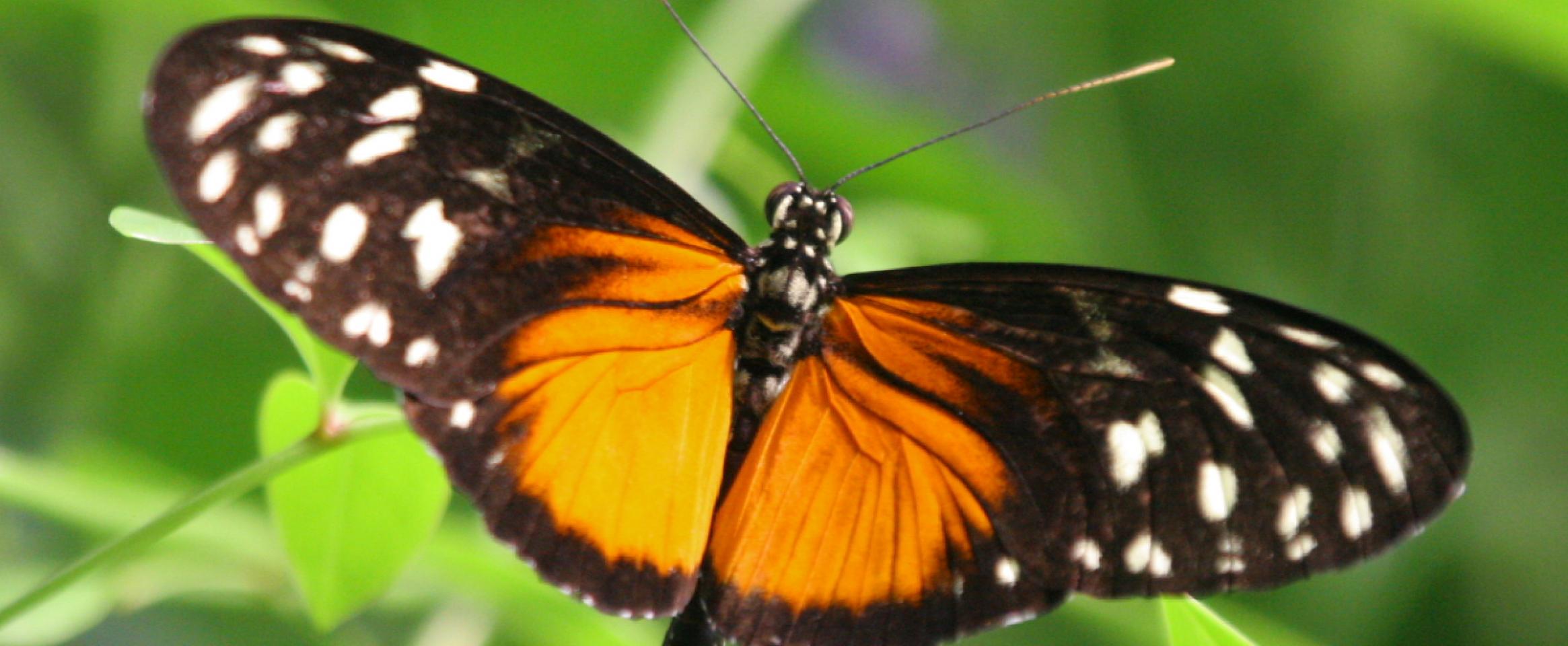 The timely — and smart — butterfly gets the pollen | ScienceWriters ...