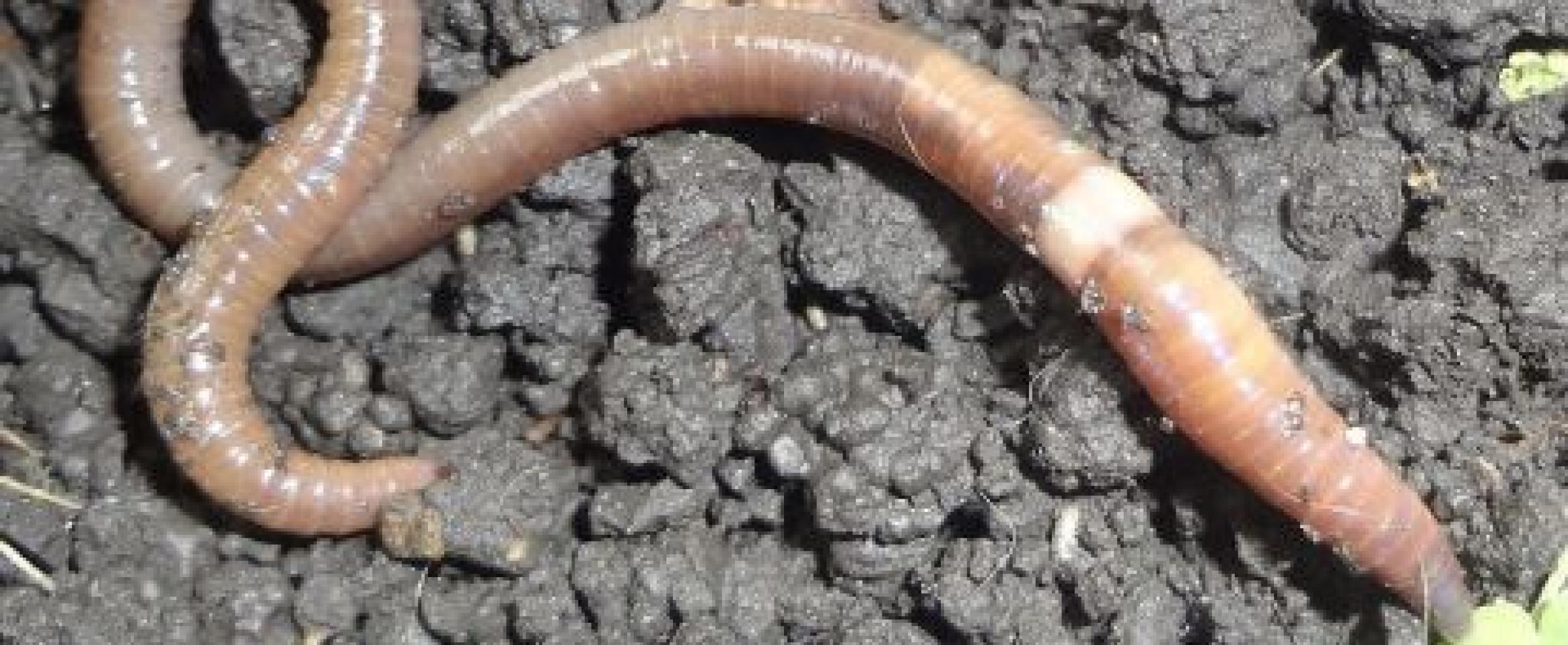 Jumping worms wreak havoc on forest floors: University of Minnesota ...